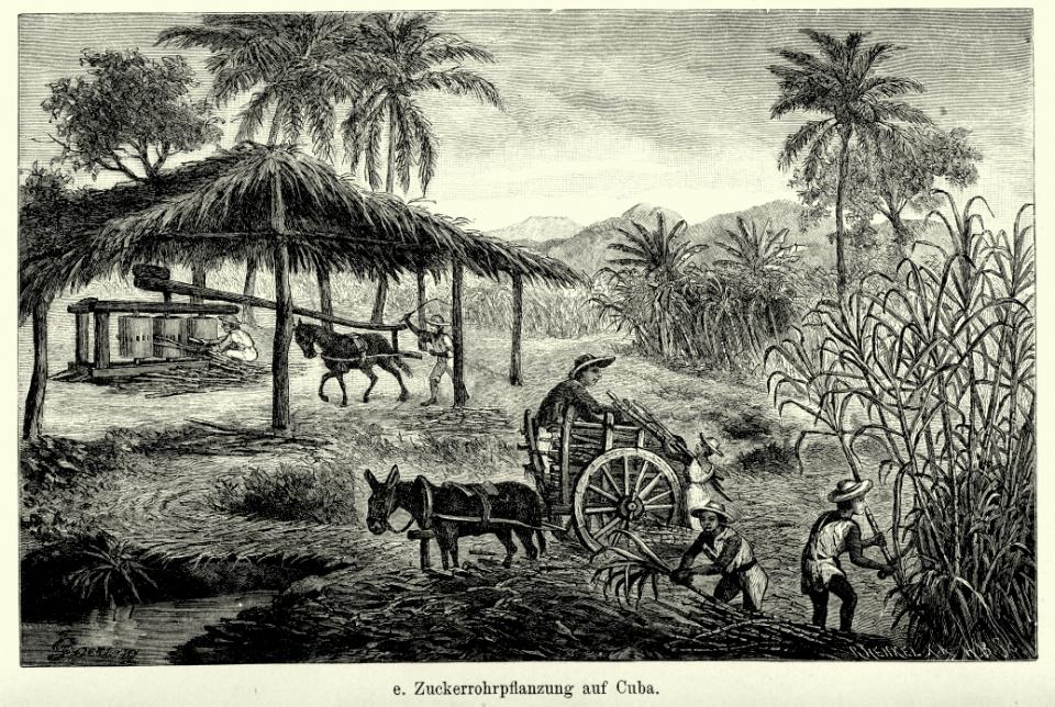Sugar through the ages